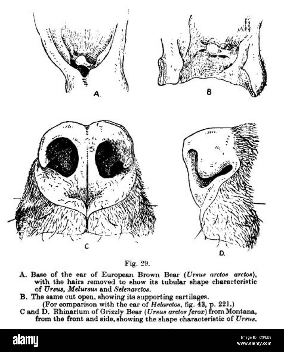 Nose shots Black and White Stock Photos & Images - Alamy