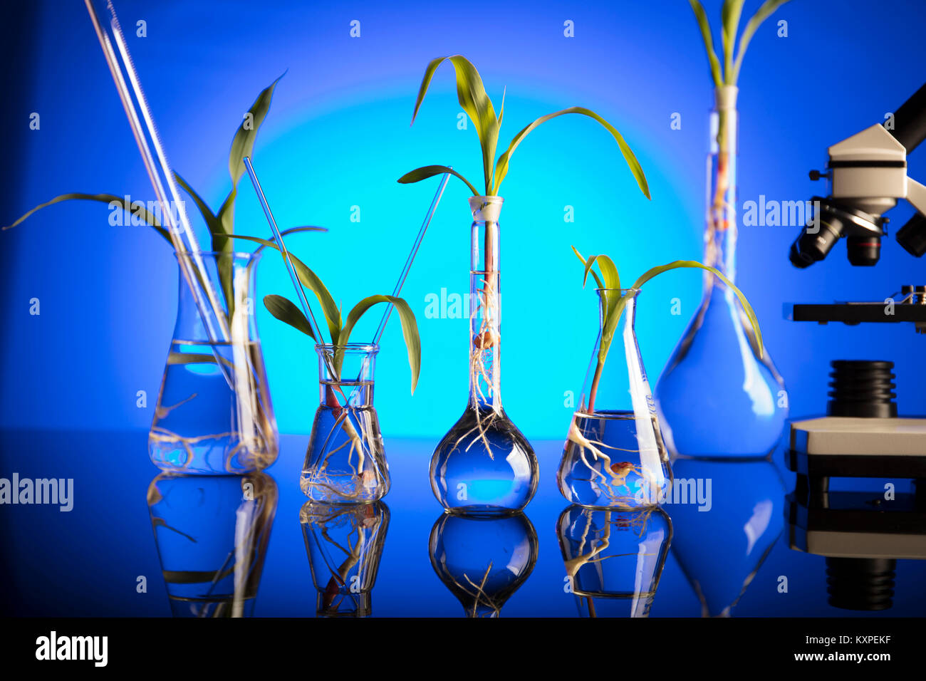 Biotechnology theme. Laboratory concept. Beakers and test-tubes. Blue ...