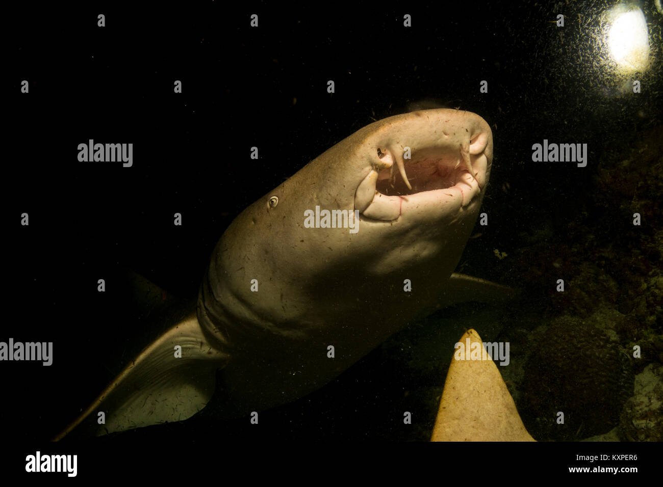 underwater, Maldives, nurse sharks, night dive Stock Photo - Alamy