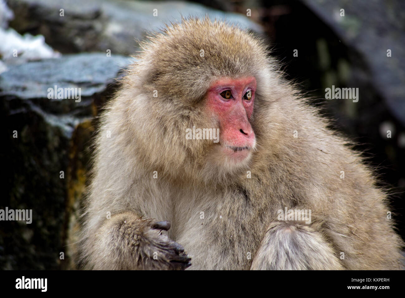 A Japanese Macaque, or Snow monkey. These monkeys are the northern most ...
