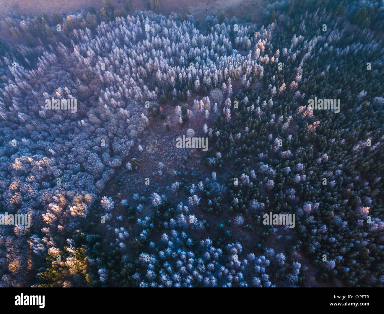 Blue background texture of a frozen forest at winter, aerial shot Stock ...