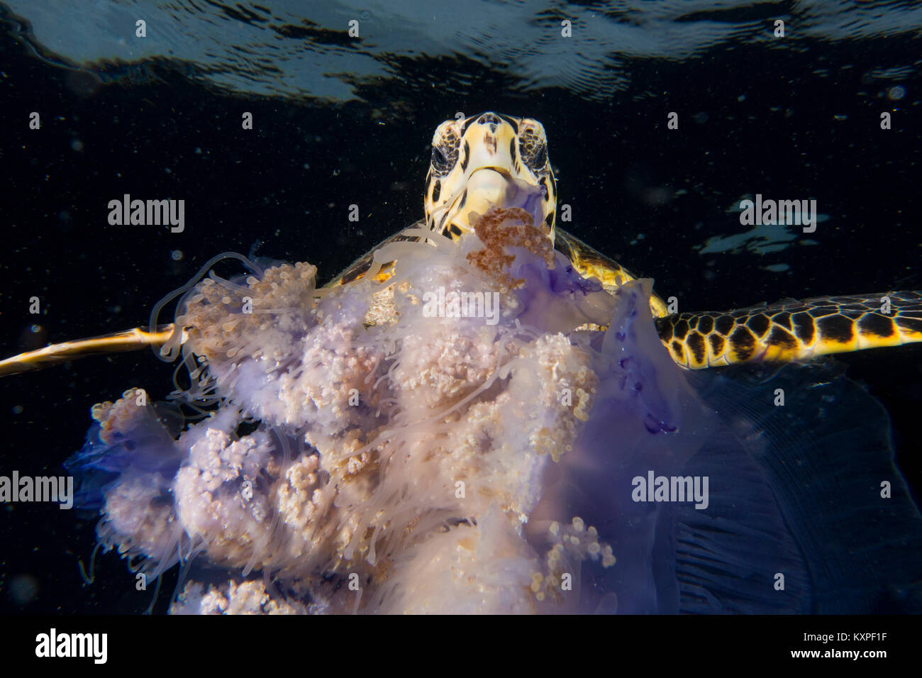 Sea turtle eating jellyfish hi-res stock photography and images - Alamy