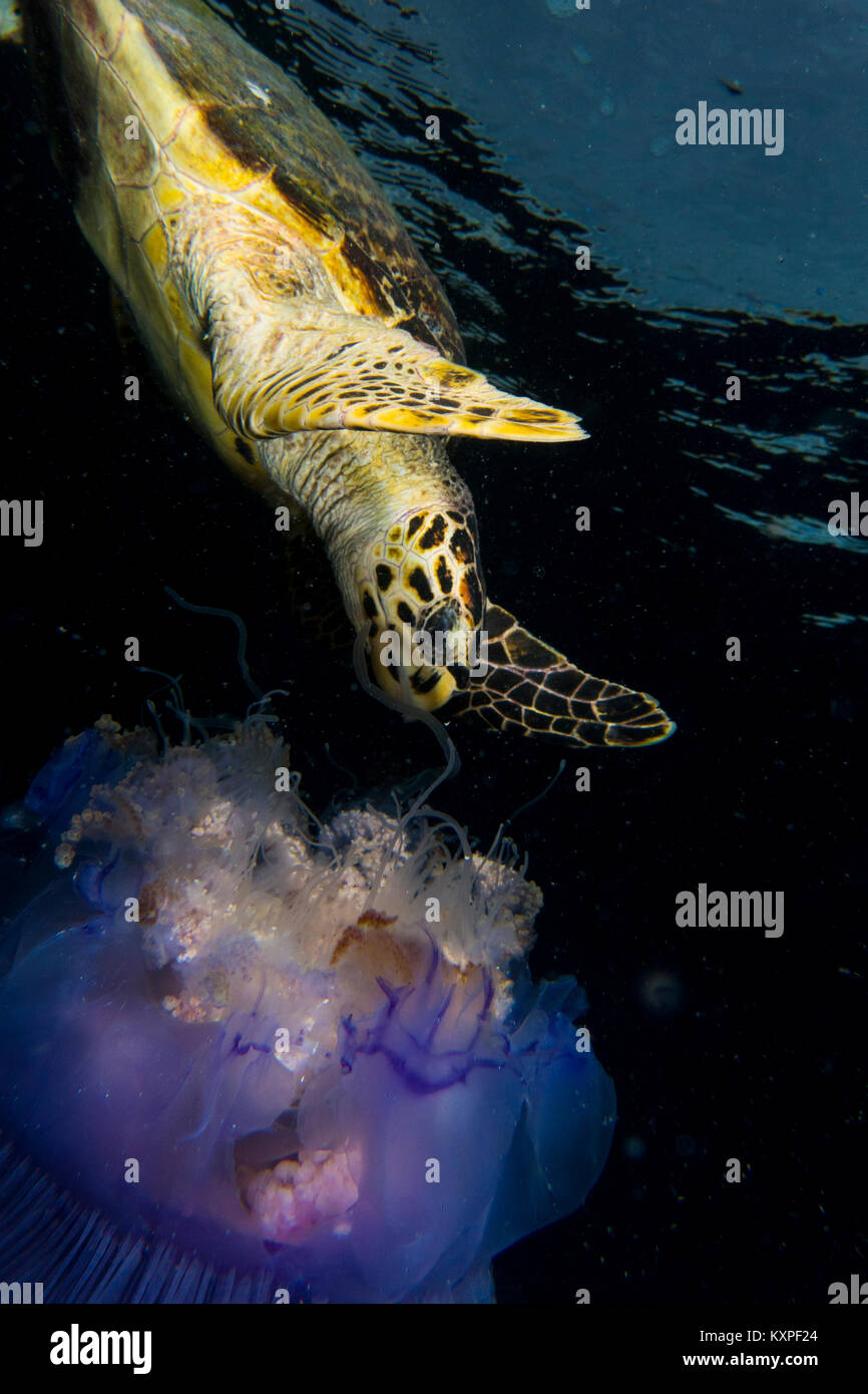 Sea turtle eating jellyfish hi-res stock photography and images - Alamy