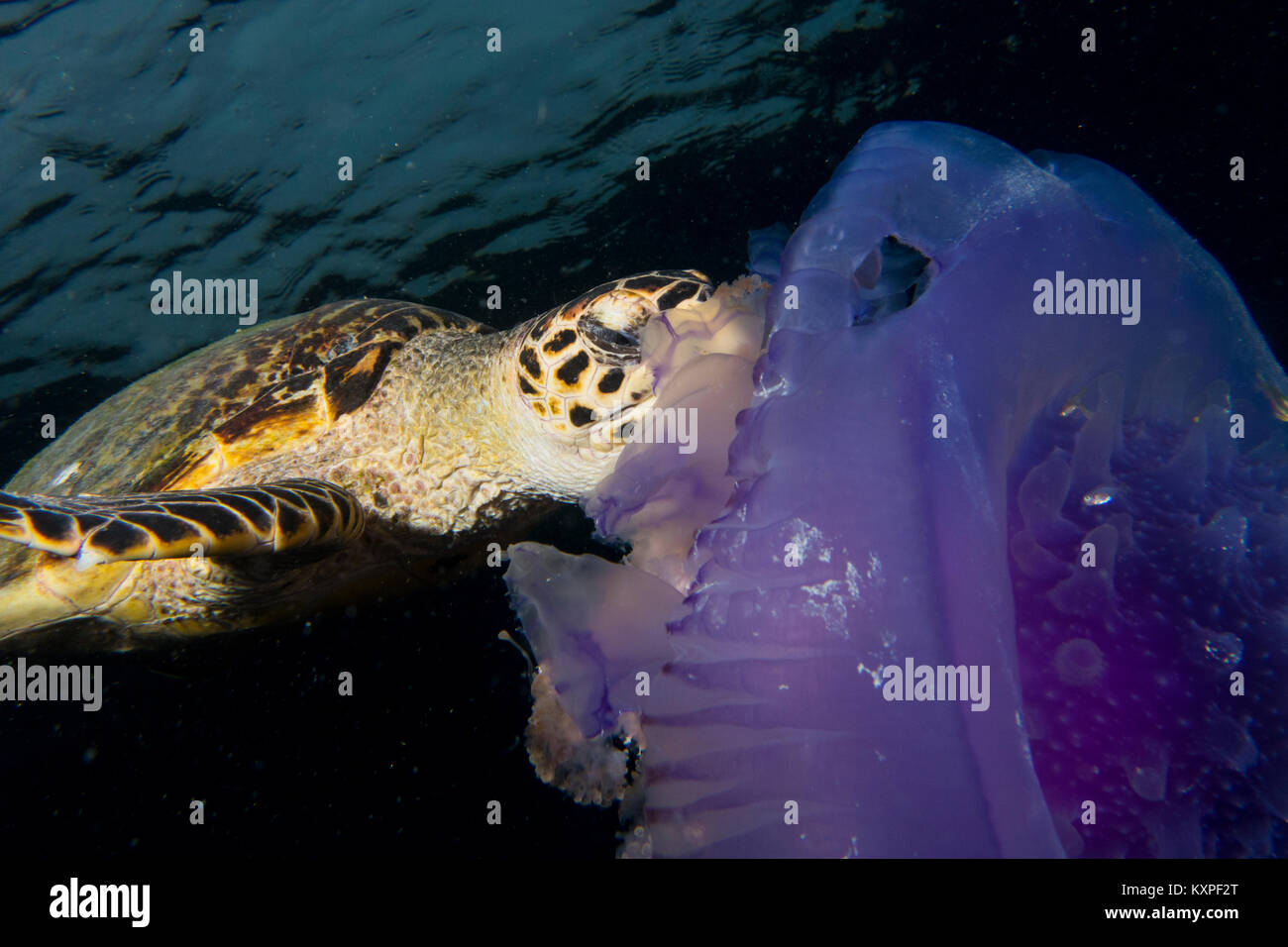 Sea turtle eating jellyfish hi-res stock photography and images - Alamy