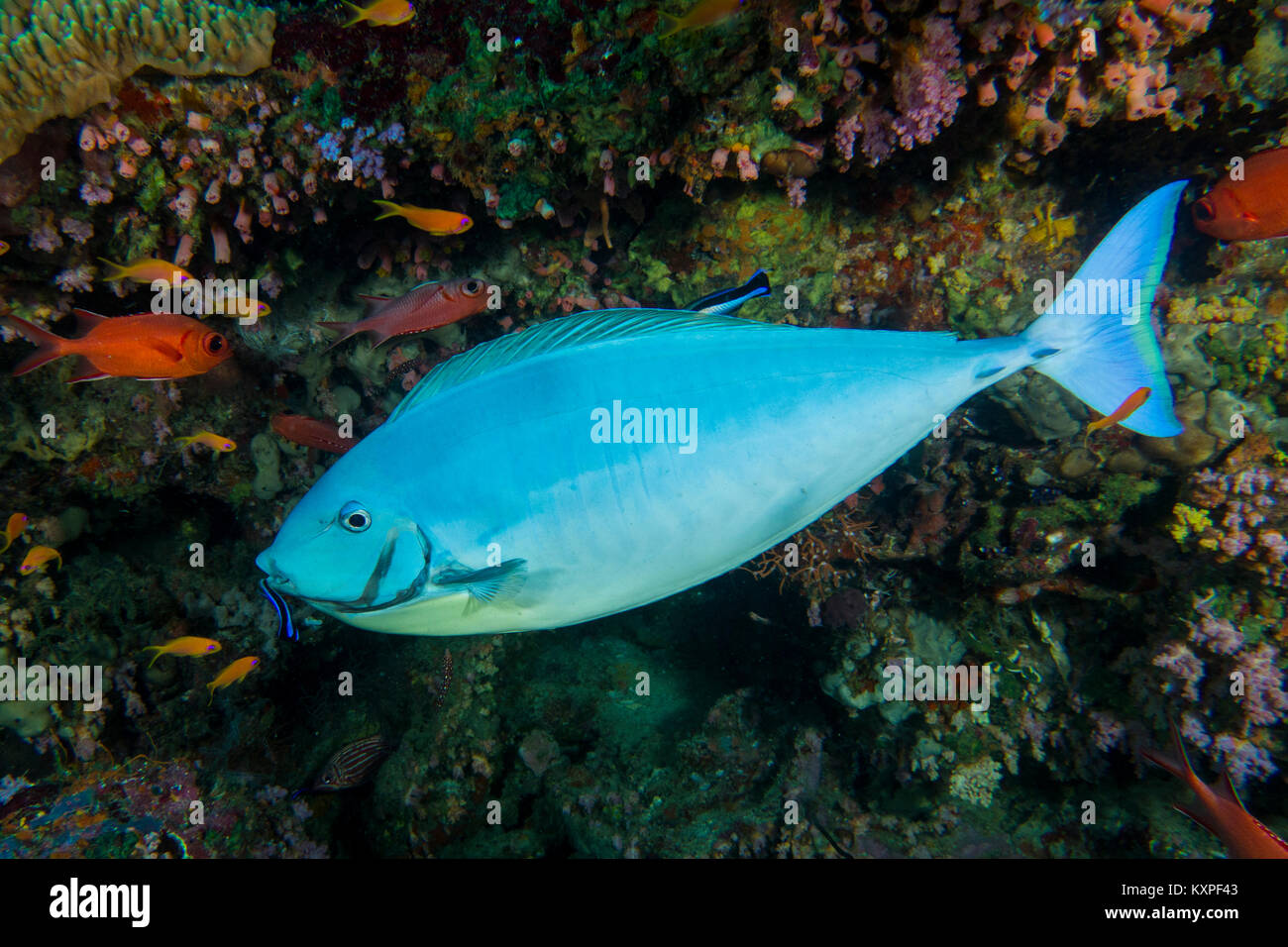 Surgeon fish maldives hi-res stock photography and images - Alamy