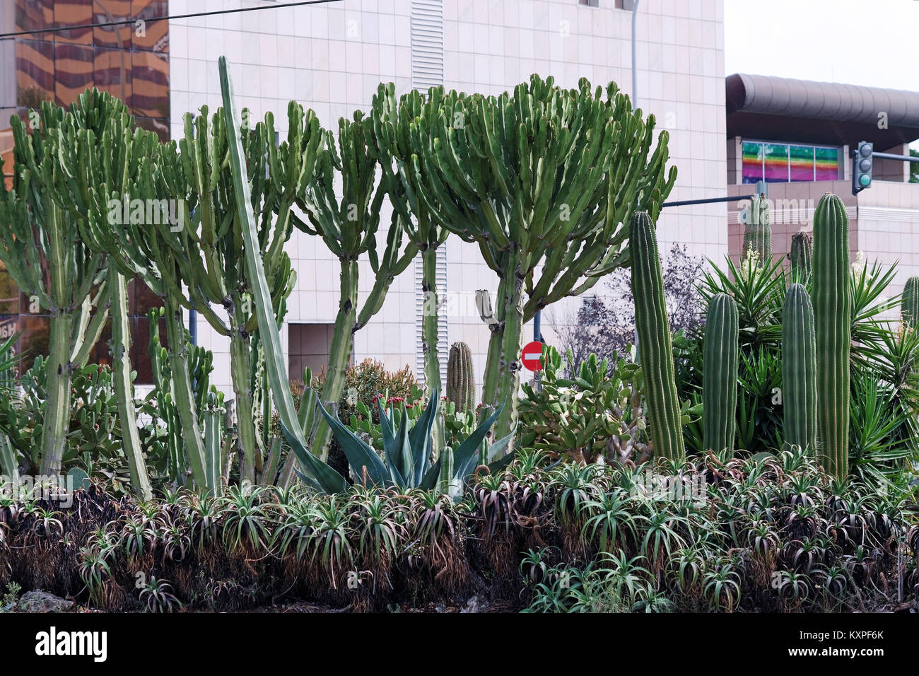 Roundabout with giant cactus plants in Valencia, Spain Stock Photo - Alamy