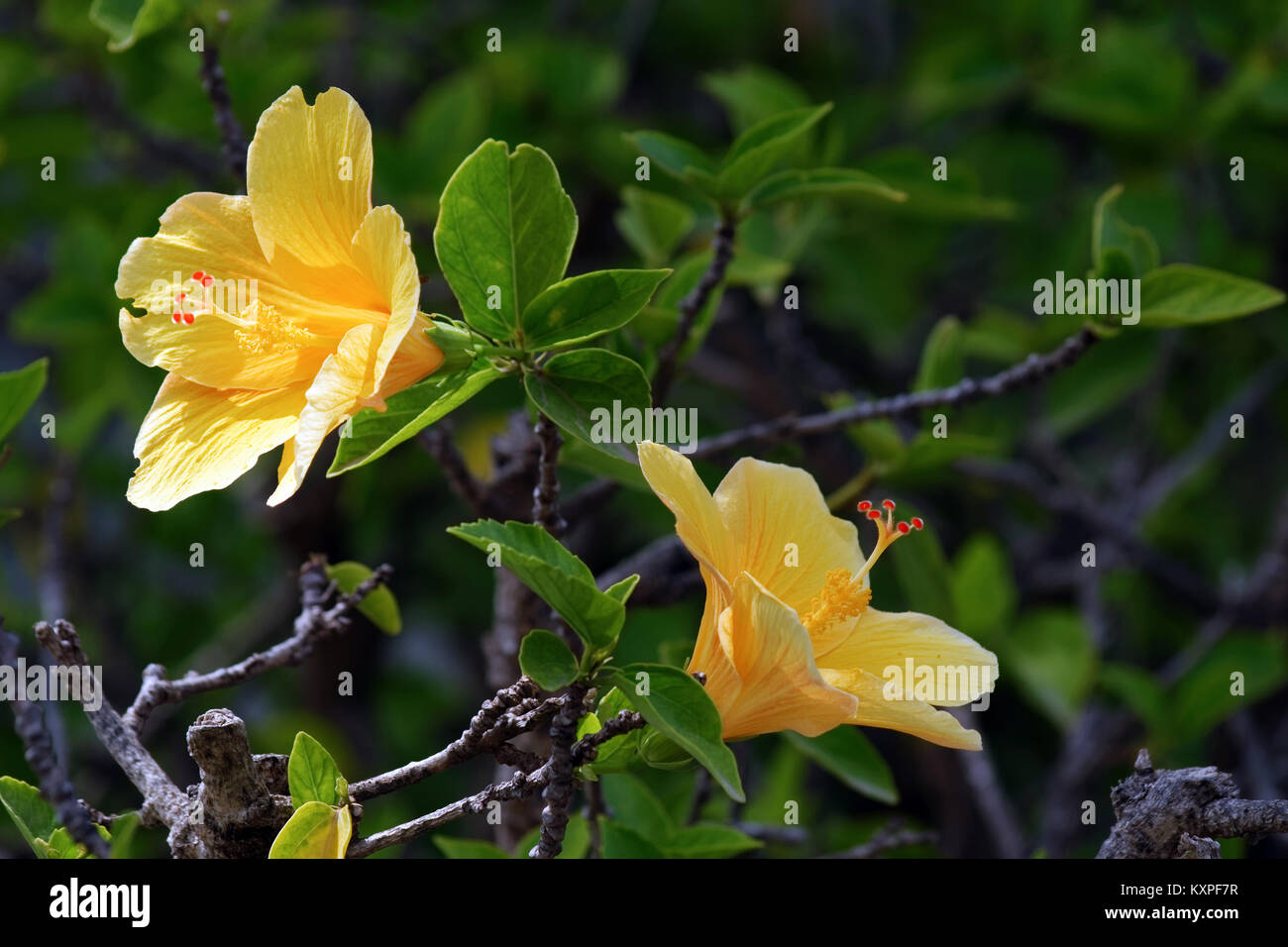 Yellow chinese rose detail Stock Photo - Alamy