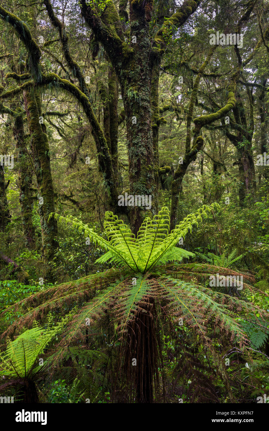 Fern in rainforest, Fiordland National Park, New Zealand Stock Photo ...