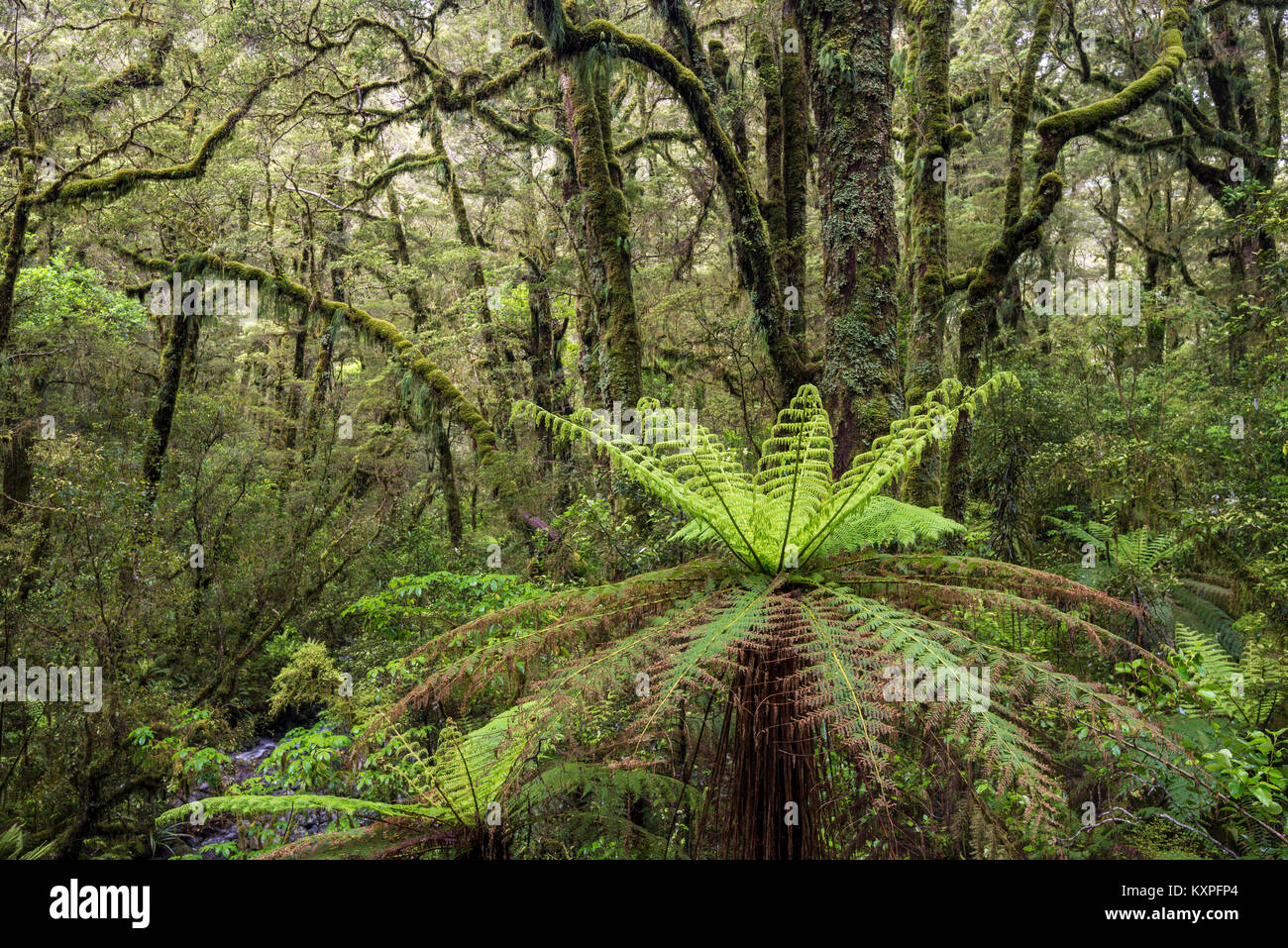 Fern in rainforest, Fiordland National Park, New Zealand Stock Photo ...