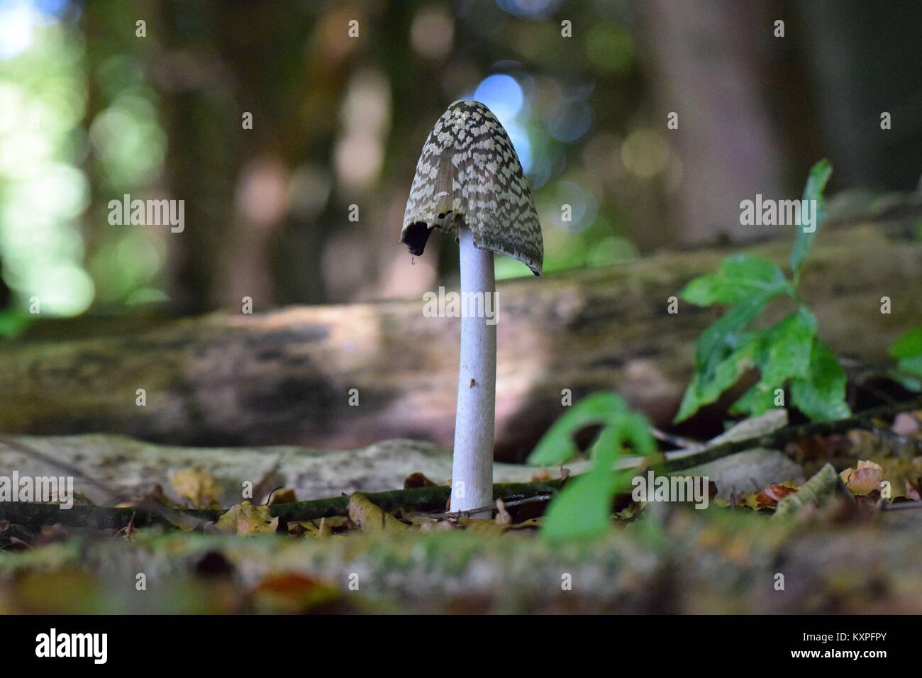 Magpie Inkcap Mushroom High Resolution Stock Photography and Images - Alamy