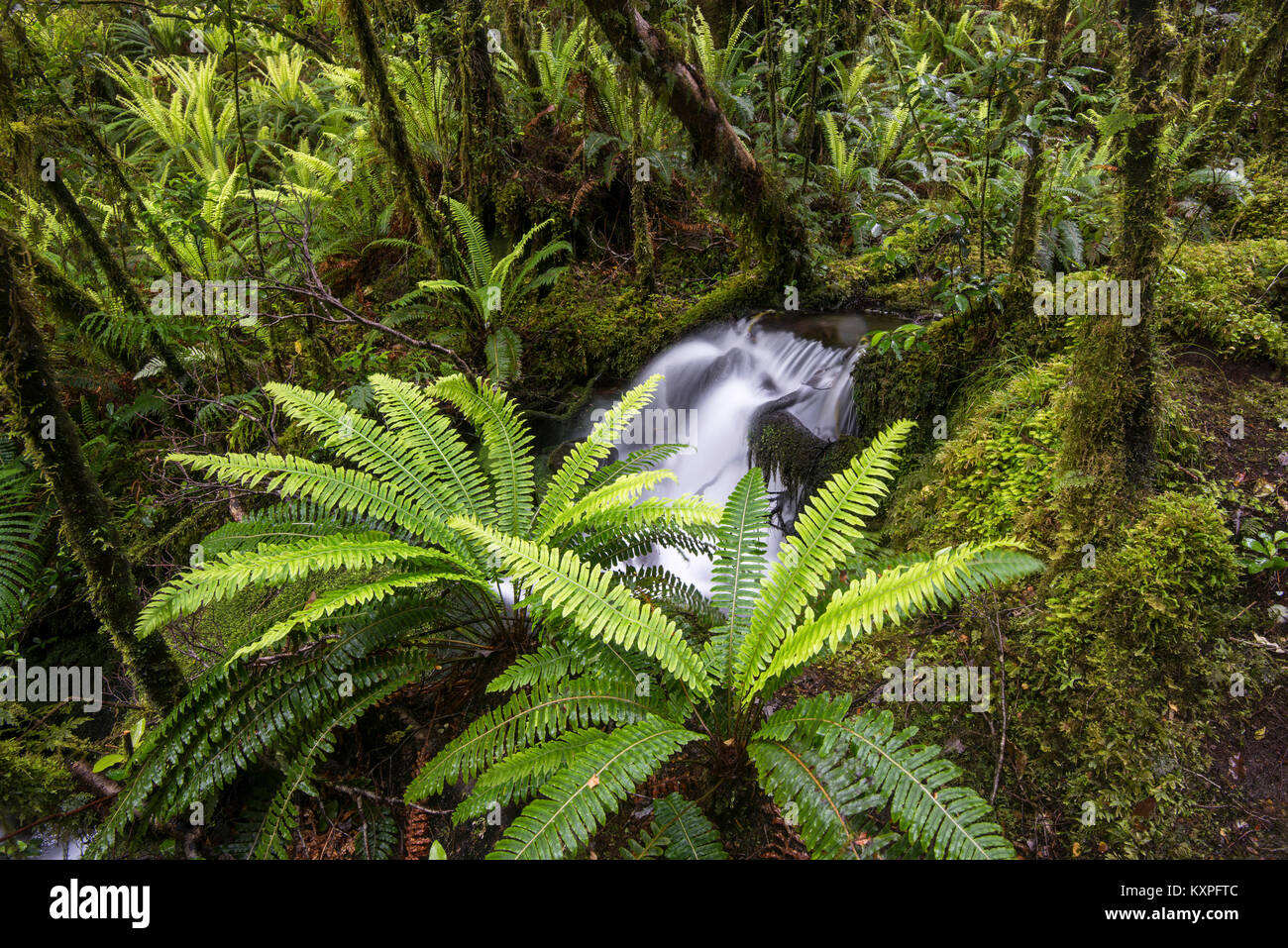Fern in rainforest, Fiordland National Park, New Zealand Stock Photo ...