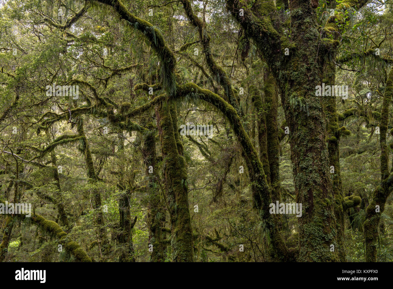 Fiordland forest moss hi-res stock photography and images - Alamy