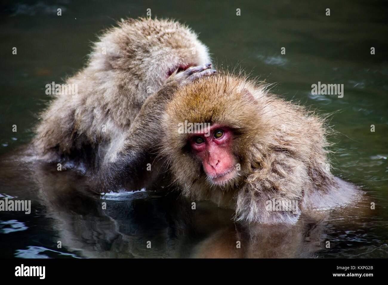 Yudanaka onsen macaques hi-res stock photography and images - Alamy
