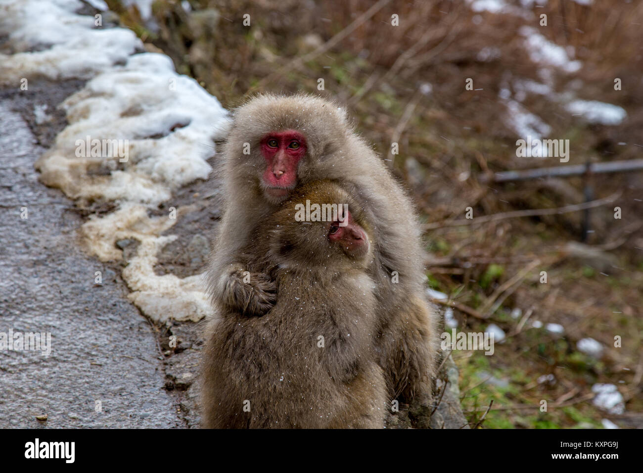 Two Japanese Macaques hug on a mountainside in Nagano, Japan for ...