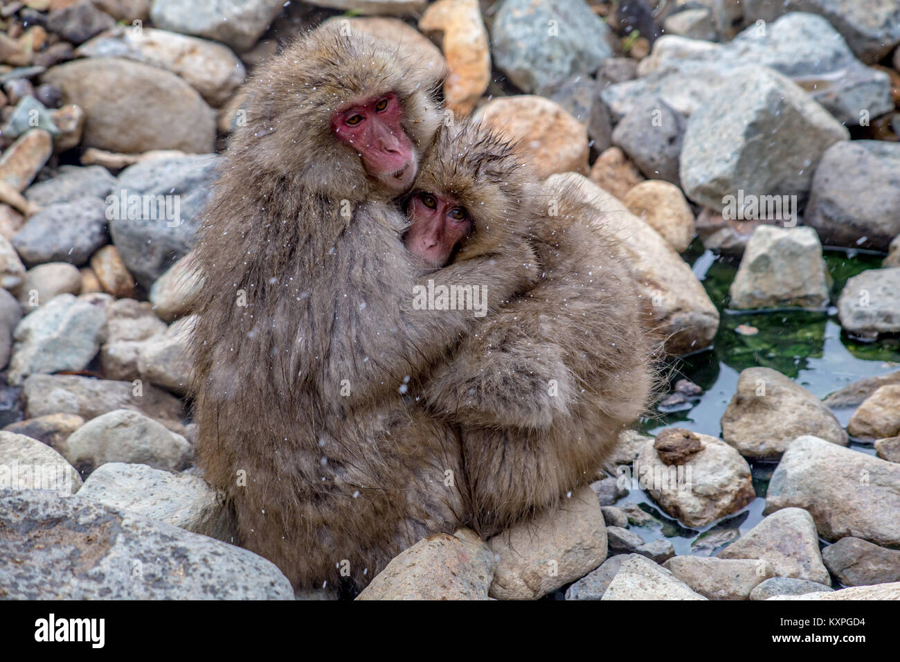 Two Japanese Macaques hug on a mountainside in Nagano, Japan for ...