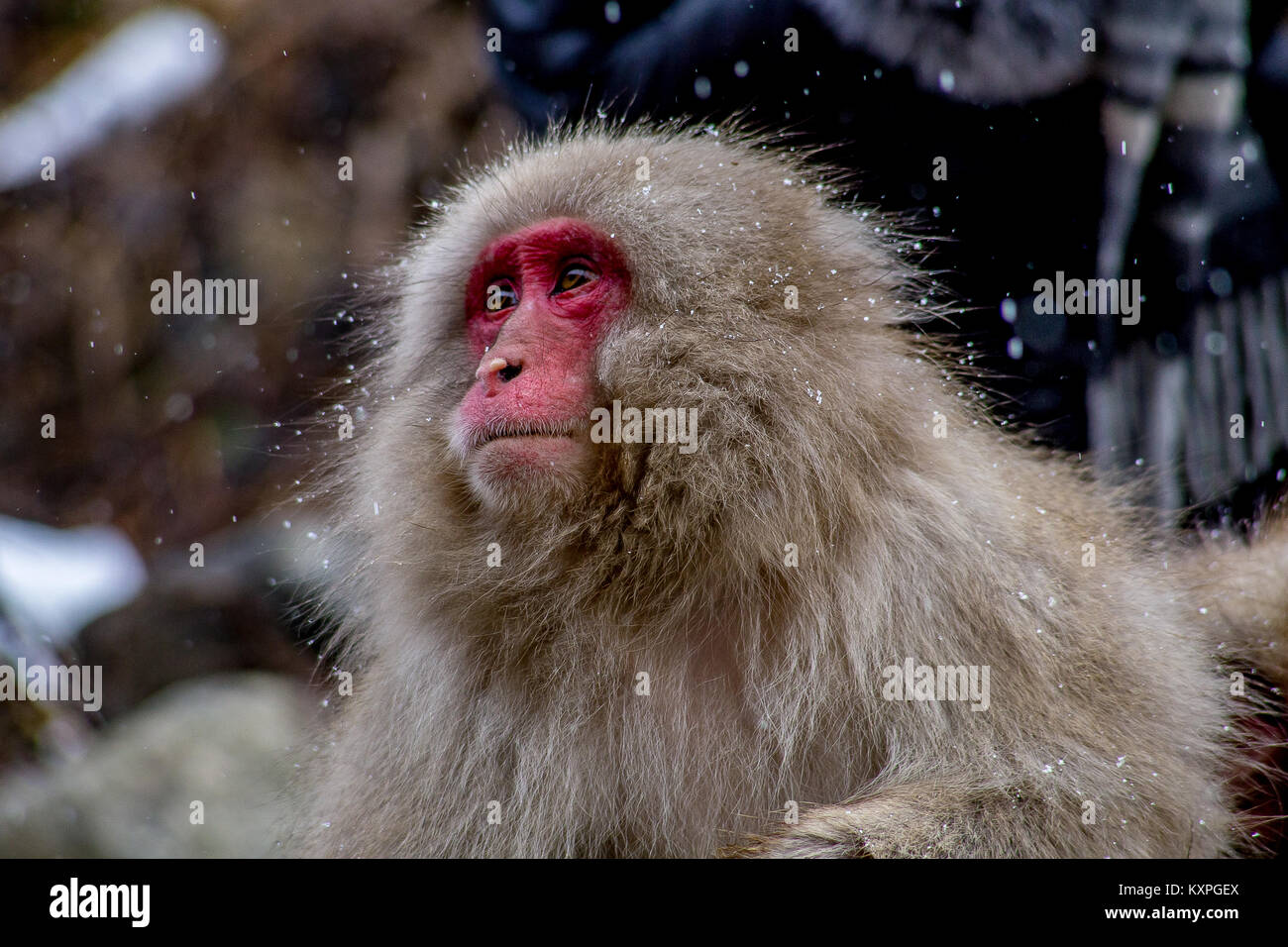 A portrait of an adult Japanese Macaque, or snow monkey. These monkeys ...