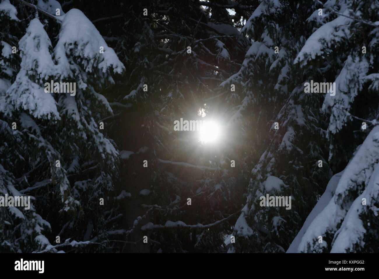 Rays pass through tree branches in winter Stock Photo - Alamy