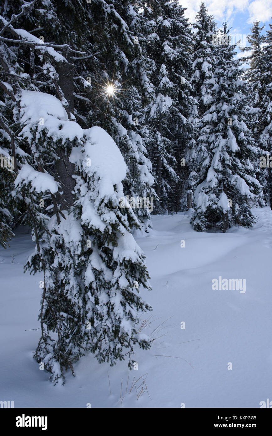Rays pass through tree branches in winter Stock Photo - Alamy