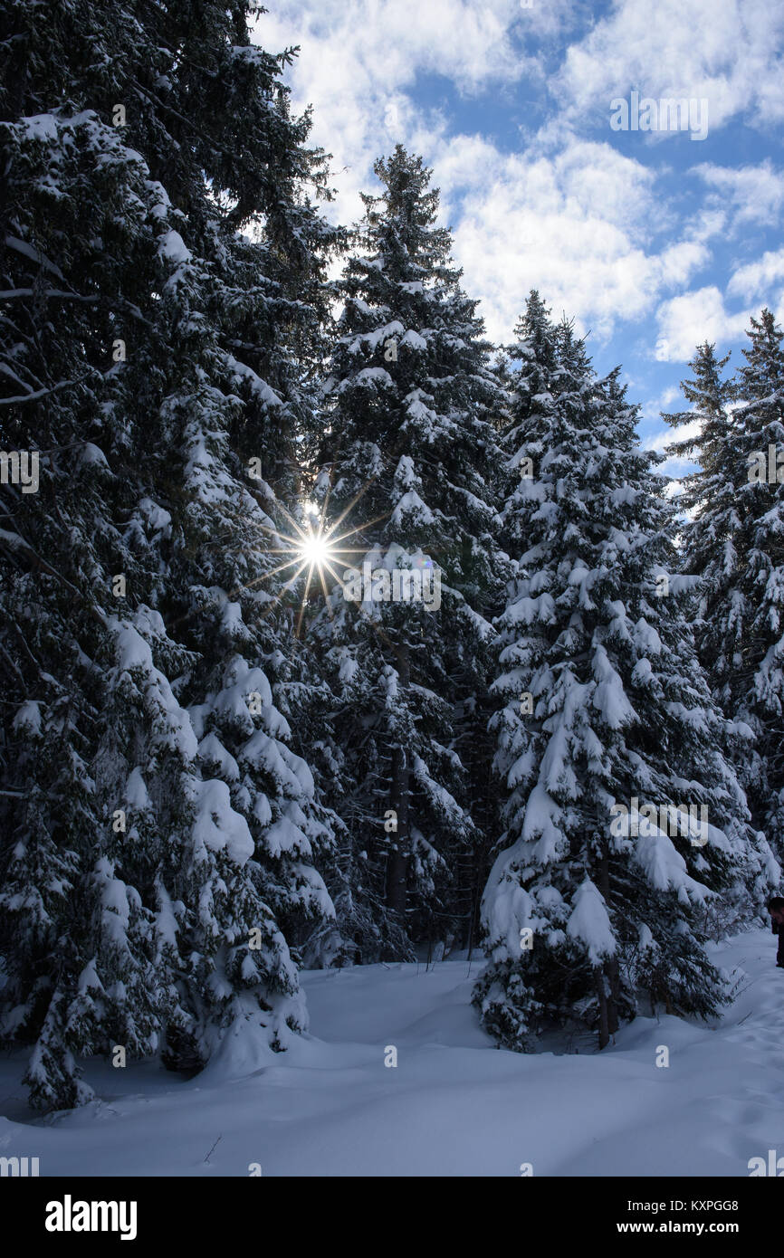 Rays pass through tree branches in winter Stock Photo - Alamy