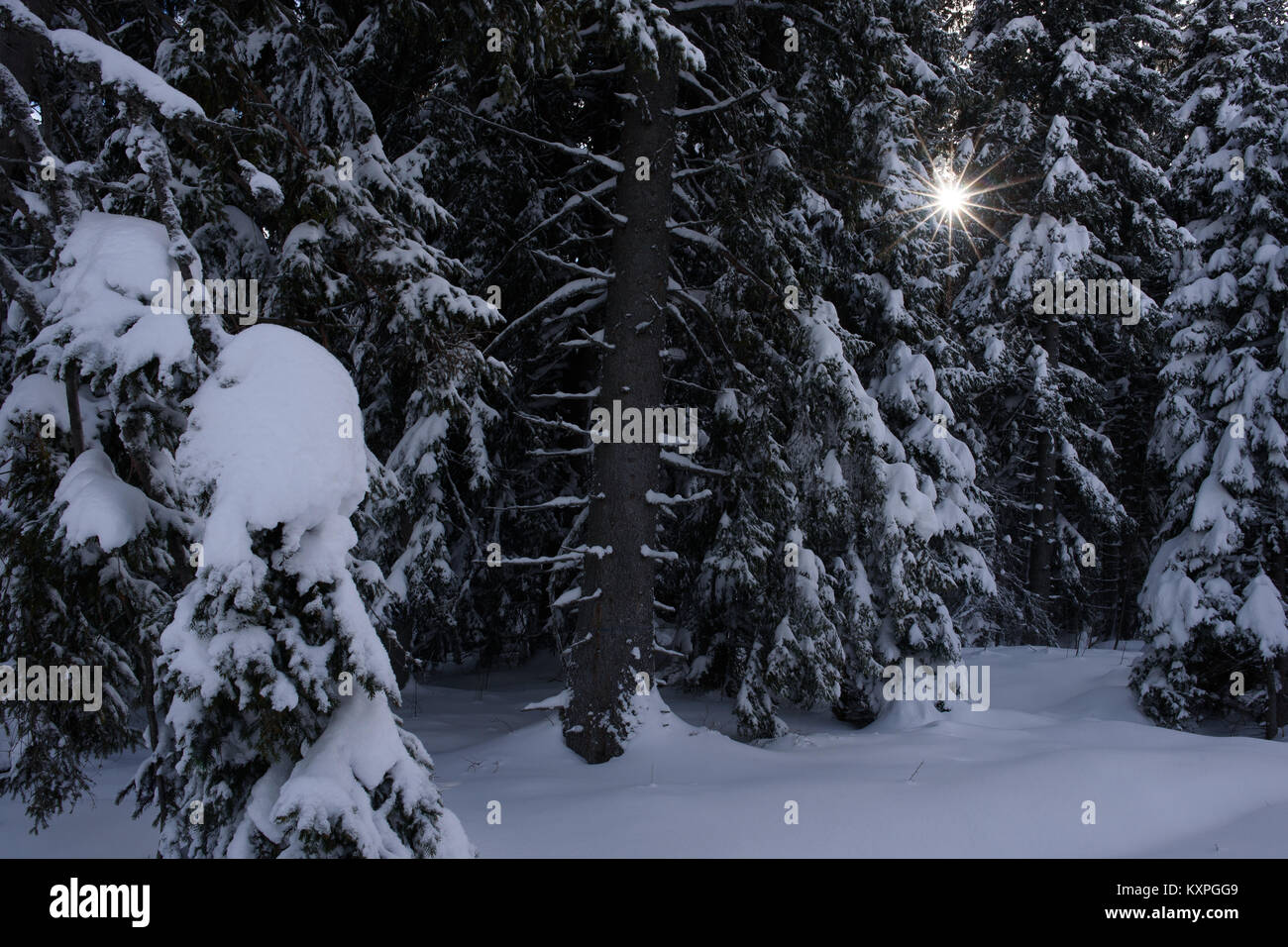 Rays pass through tree branches in winter Stock Photo - Alamy