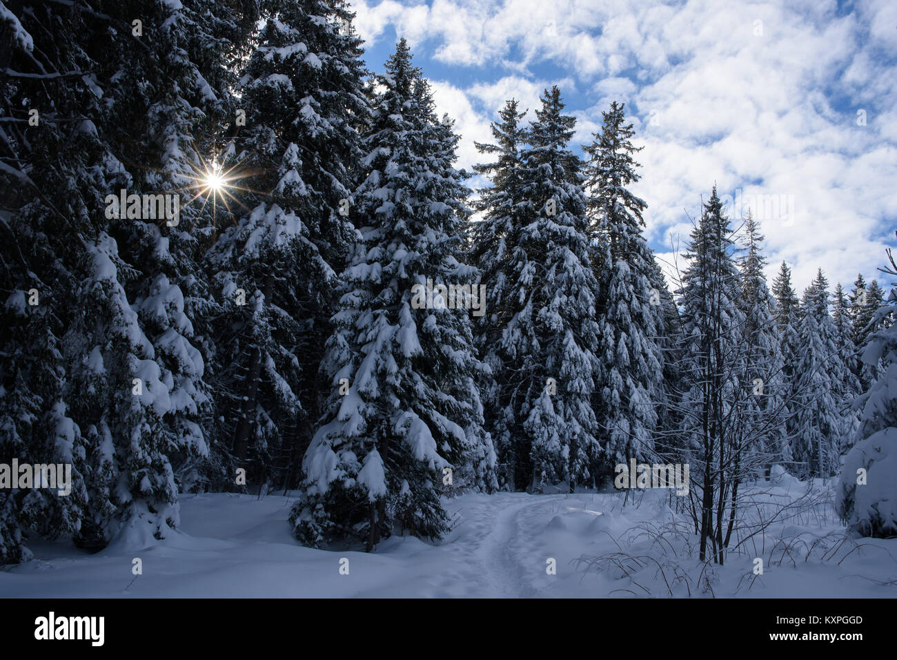Rays pass through tree branches in winter Stock Photo - Alamy