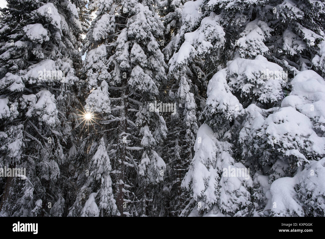 Rays pass through tree branches in winter Stock Photo - Alamy