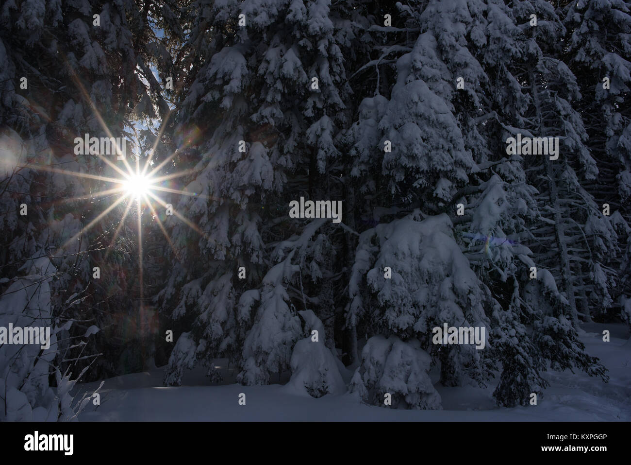 Rays pass through tree branches in winter Stock Photo - Alamy