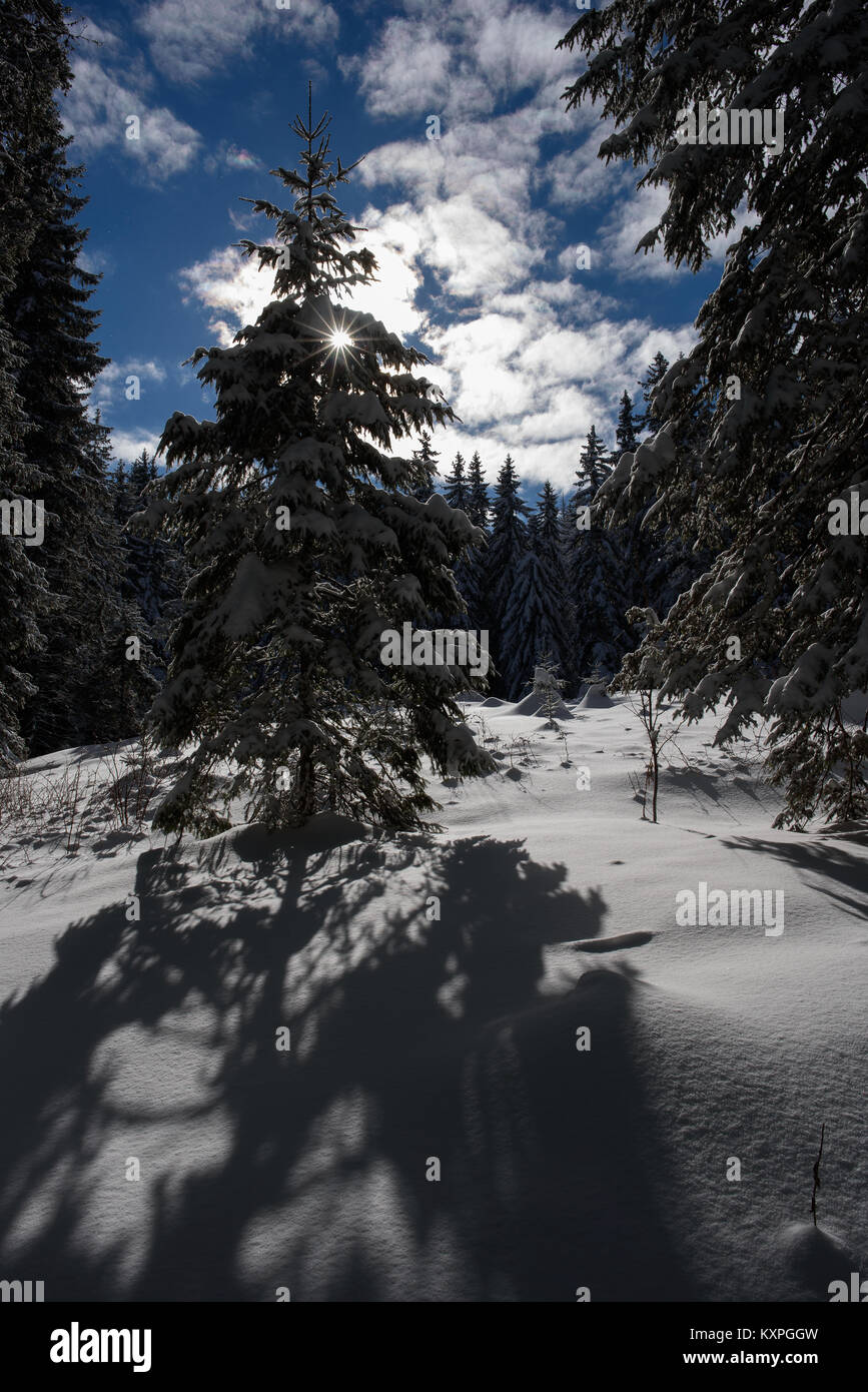 Rays pass through tree branches in winter Stock Photo - Alamy