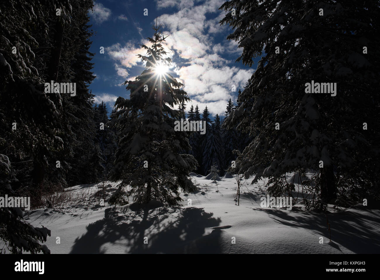 Rays pass through tree branches in winter Stock Photo - Alamy
