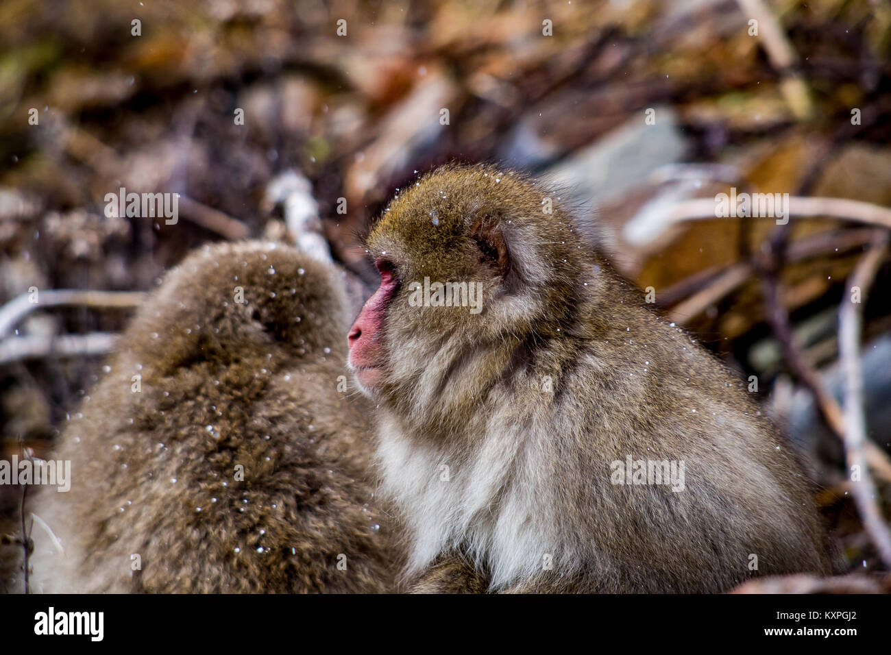 Japanese macaque monkeys group hi-res stock photography and images - Alamy