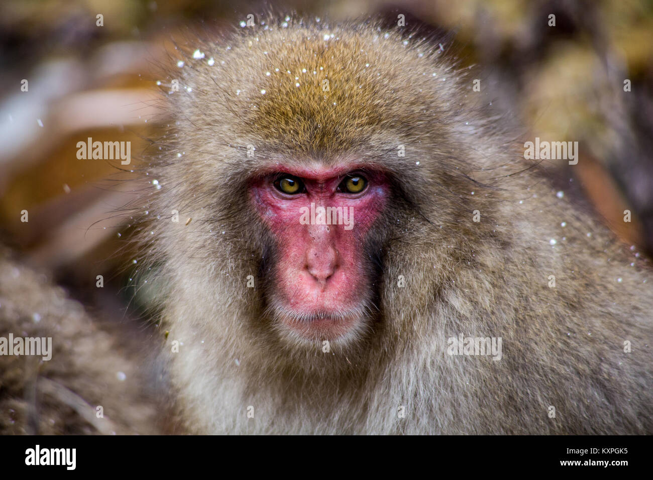 Non human primate hi-res stock photography and images - Alamy