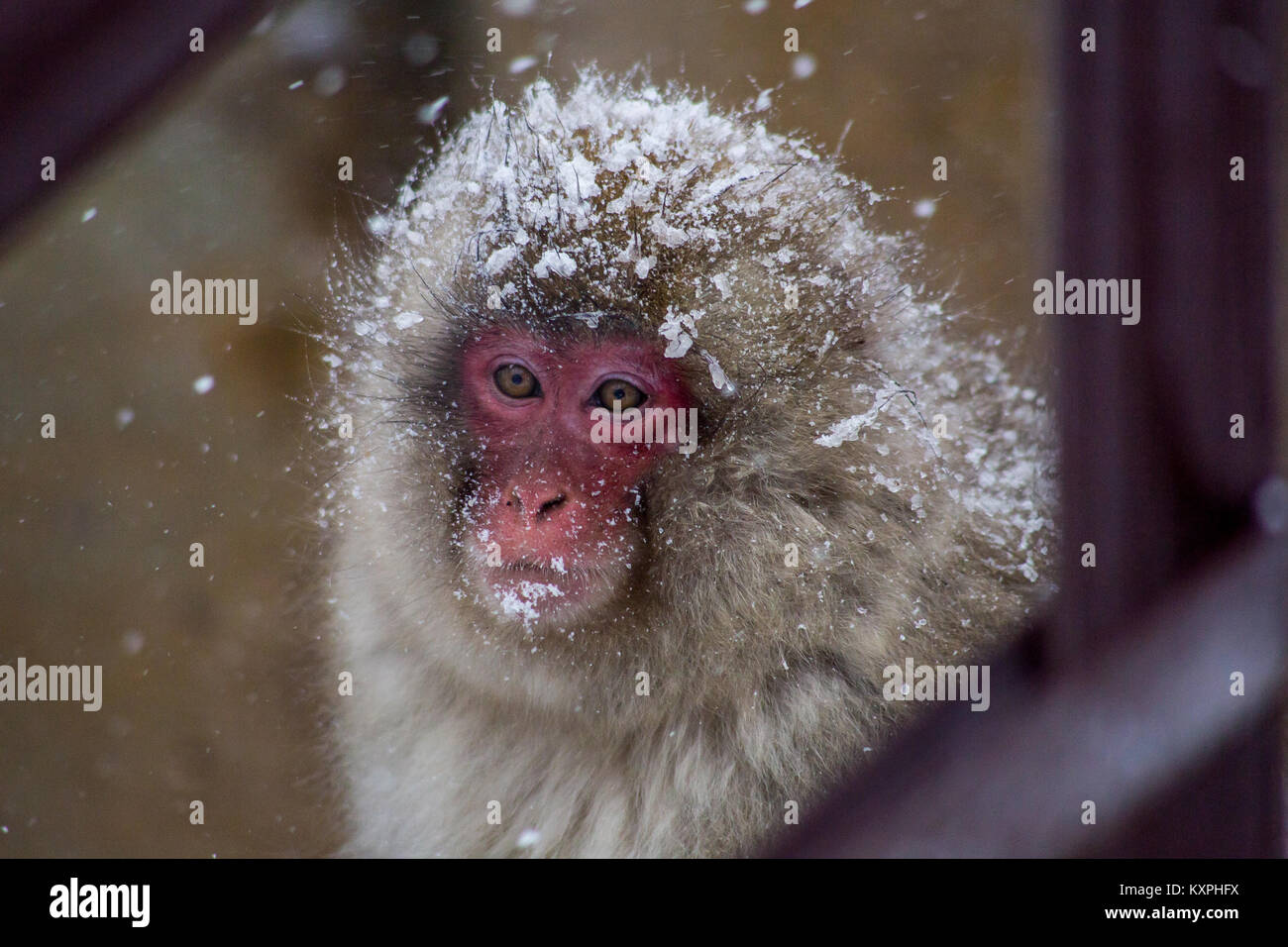 A portrait of an adult Japanese Macaque, or snow monkey. These monkeys ...
