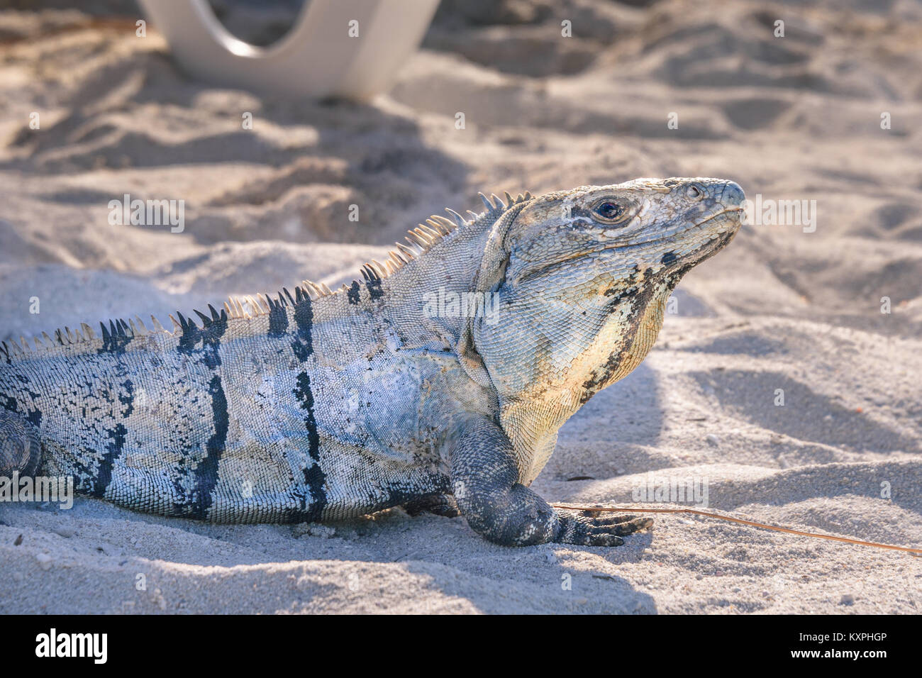 Portrait of a Black spiny-tailed iguana, Black iguana, or Black ...