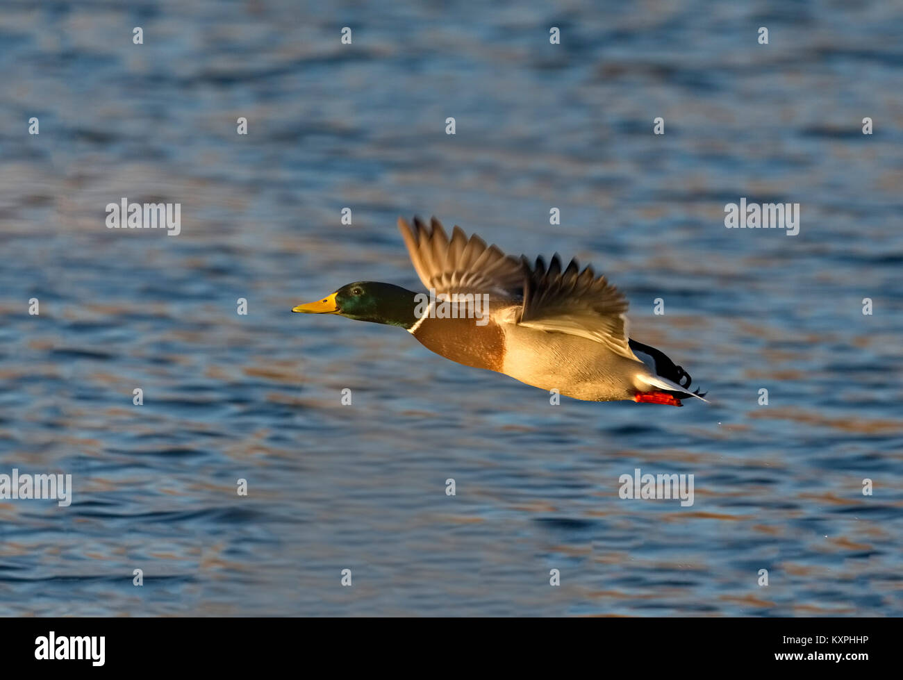 Mallard Drake in Flight over Water Stock Photo - Alamy
