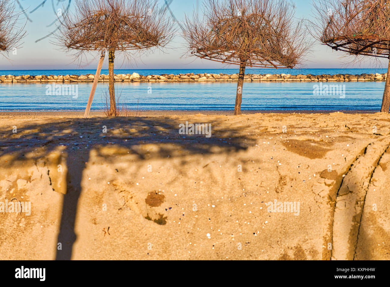 Beach with Tamarisk trees on the Adriatic coast of Emilia Romagna in ...