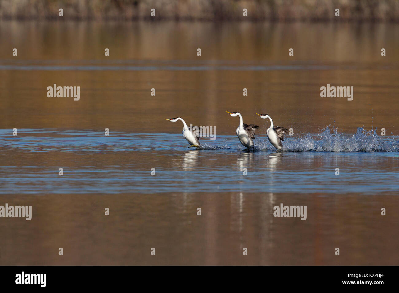 Three Western Grebes Rushing on Golden Pond Stock Photo - Alamy