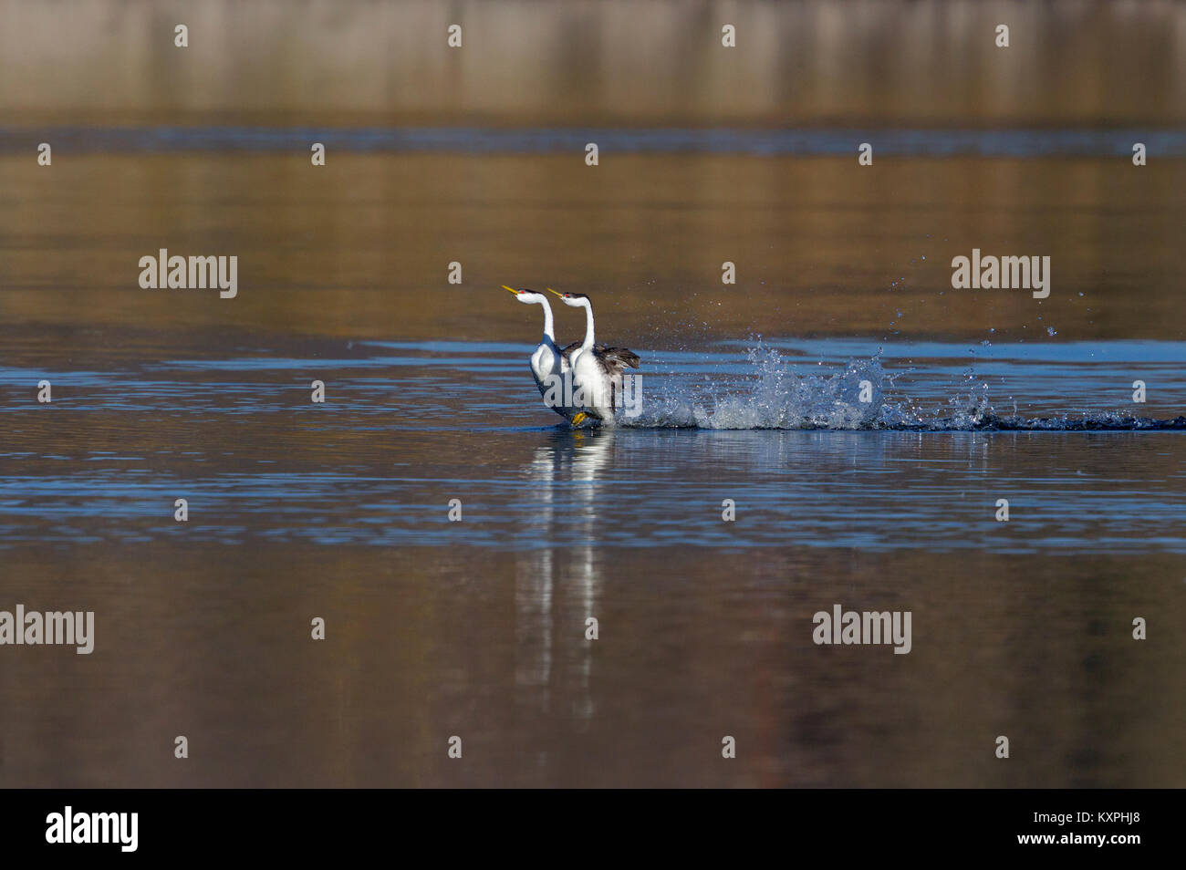Two Western Grebes Rushing on Golden Pond Stock Photo - Alamy