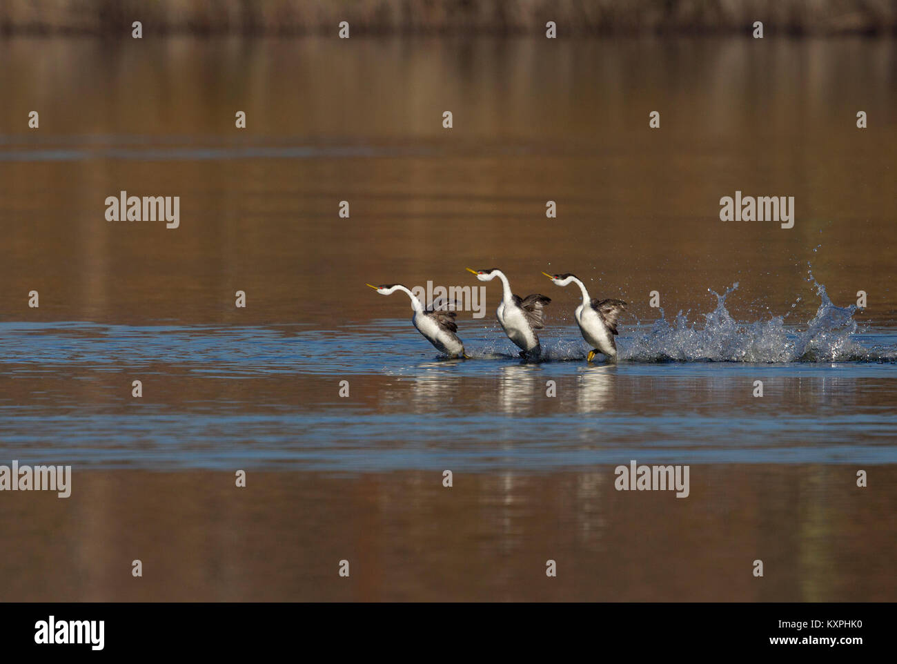 Three Western Grebes Rushing on Golden Pond Stock Photo - Alamy