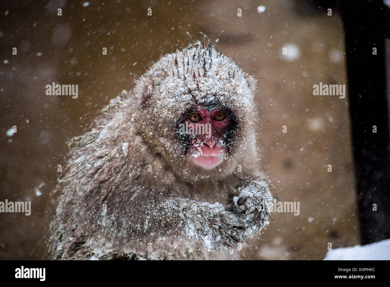 A young Japanese Macaque huddles in the cold of a heavy snow storm on a ...