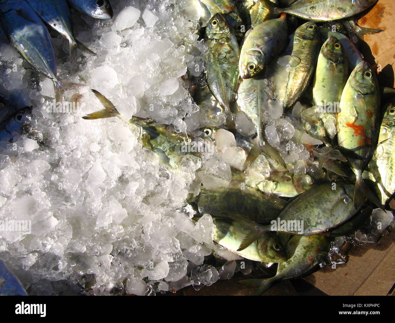 Centrolophidae hi-res stock photography and images - Alamy