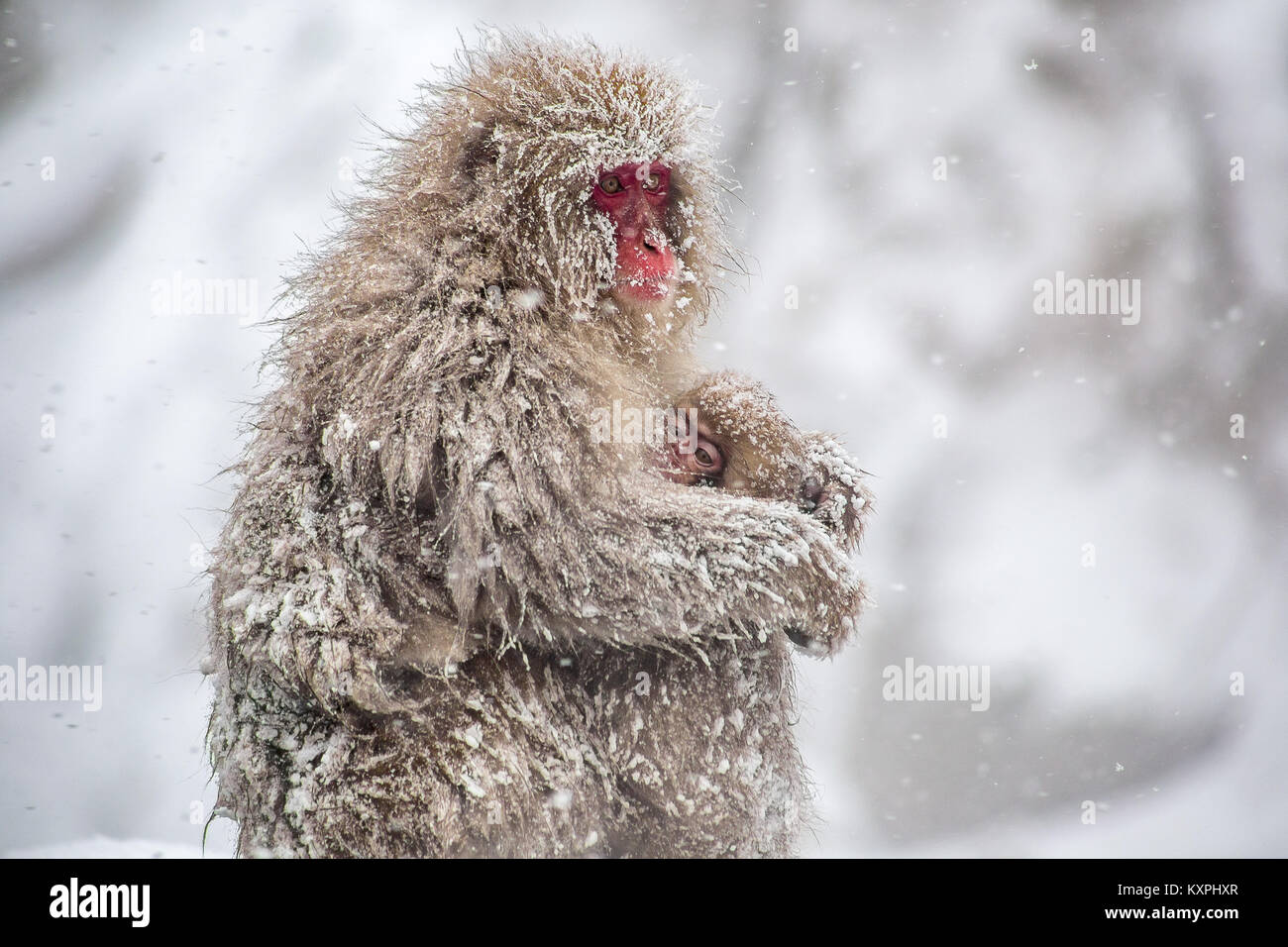 A female Japanese Macaque, or snow monkey, holds her baby close in a ...