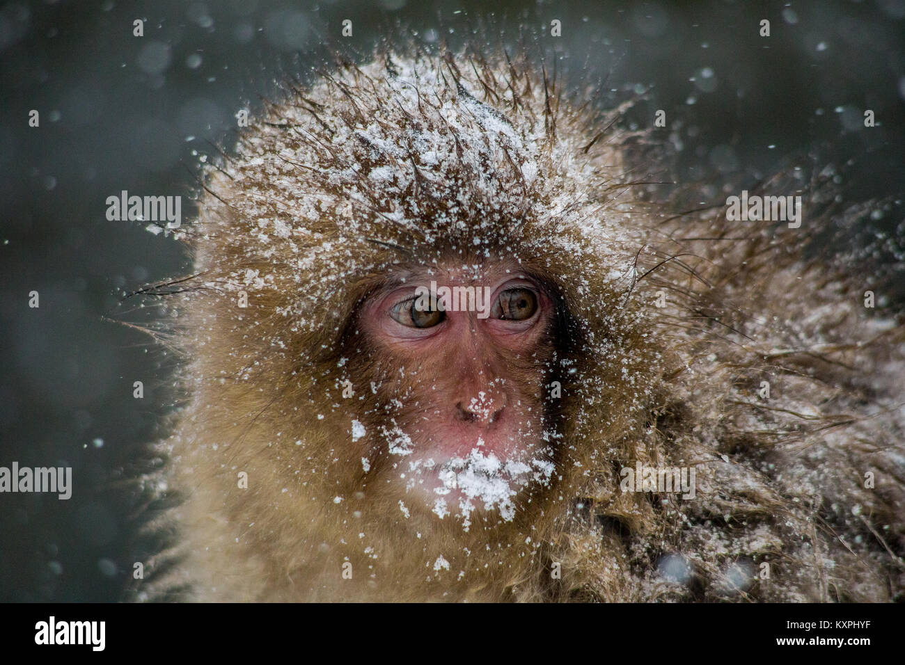 A very young Japanese Macaque, or snow monkey, huddles beside a hot ...