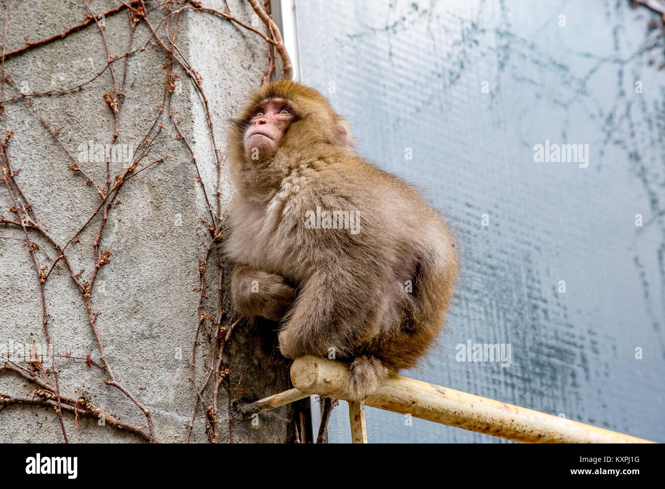 A Japanese Macaque, or snow monkey sits on a window railing in ...