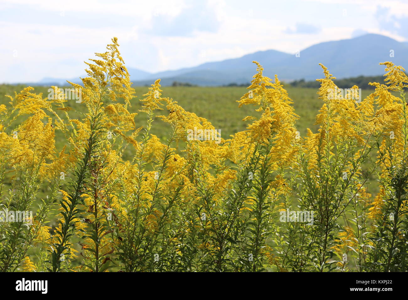 Bright summer sunshine illuminates the goldenrod in full bloom Stock ...