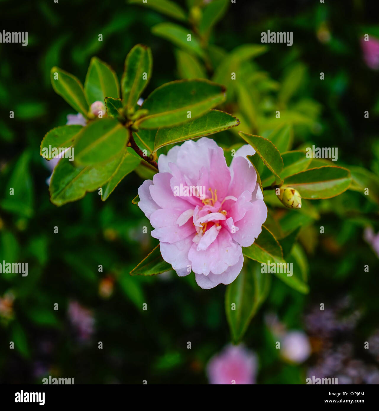 Beautiful pink flower of Japanese Camellia at garden Stock Photo - Alamy