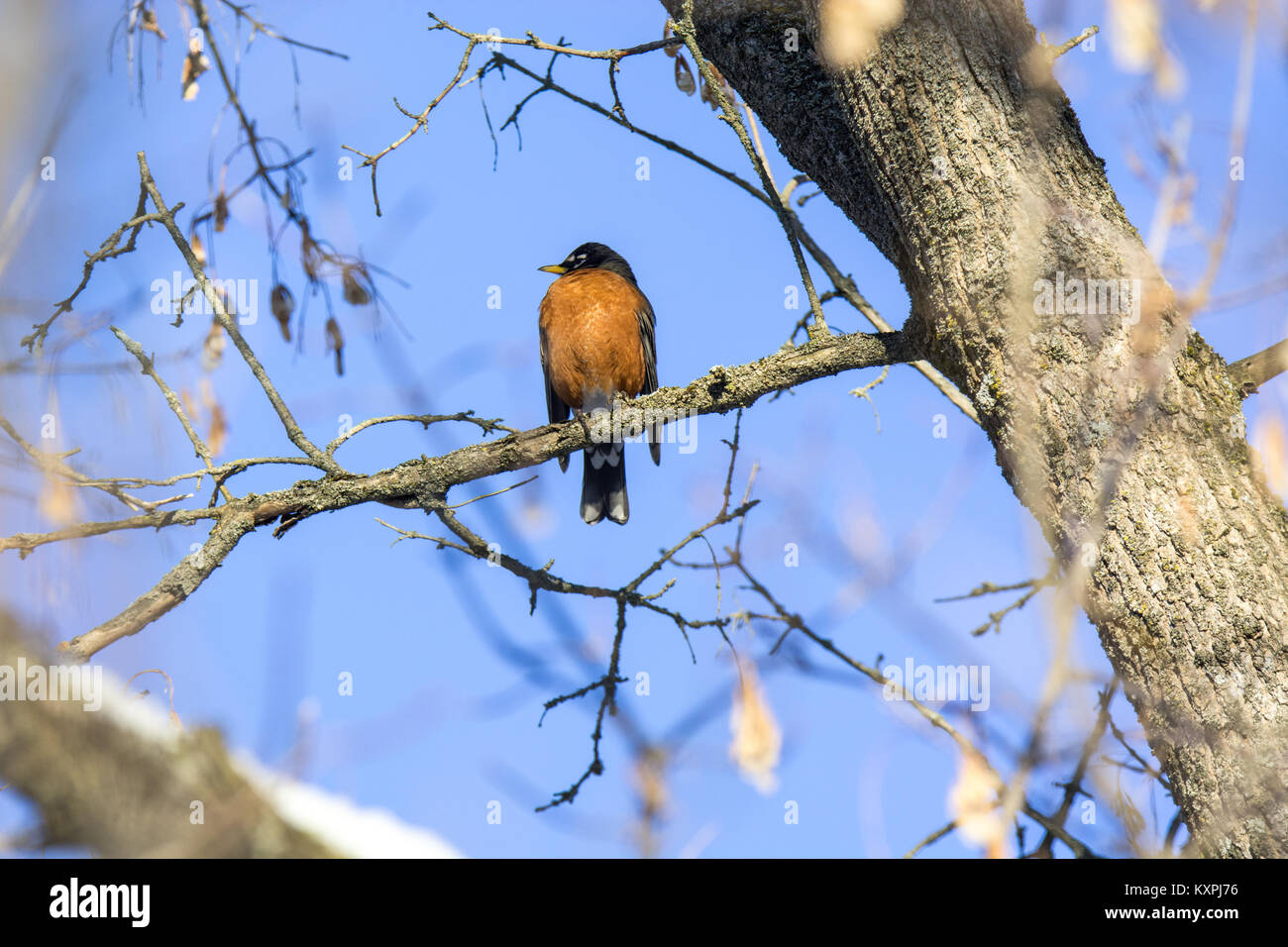 Robbin In Winter Stock Photo - Alamy