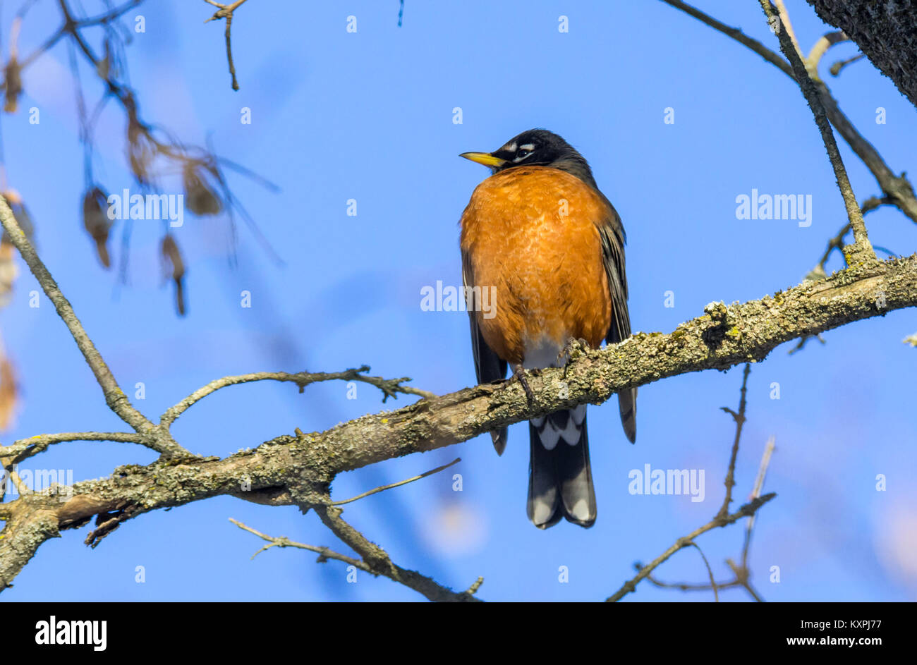 Robbin In Winter Stock Photo - Alamy