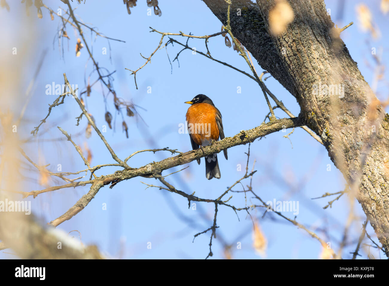 Robbin In Winter Stock Photo - Alamy
