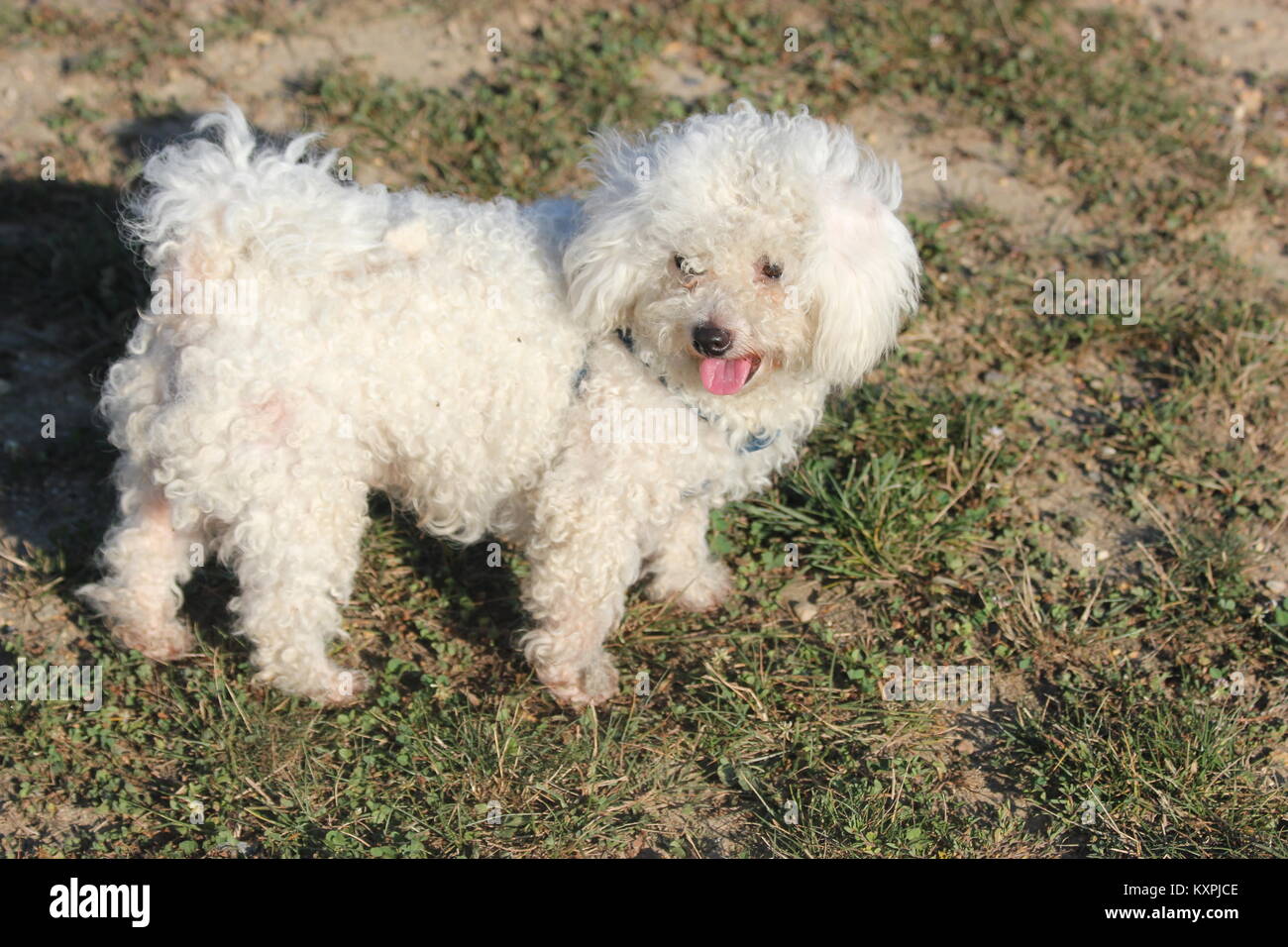 White Poodle type puppy on a sunny day Stock Photo - Alamy