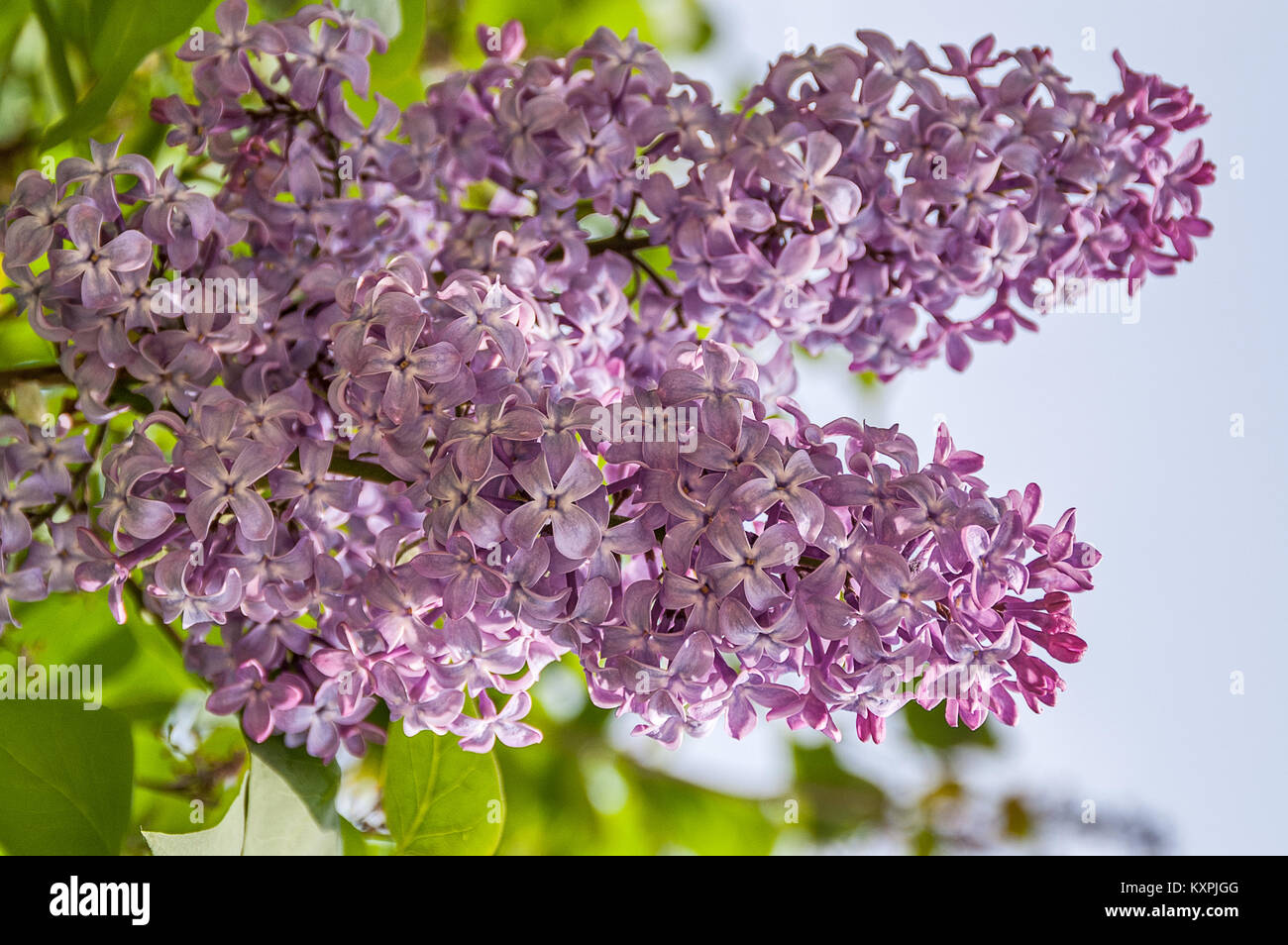 Purple lilac is the state flower of New Hampshire Stock Photo - Alamy